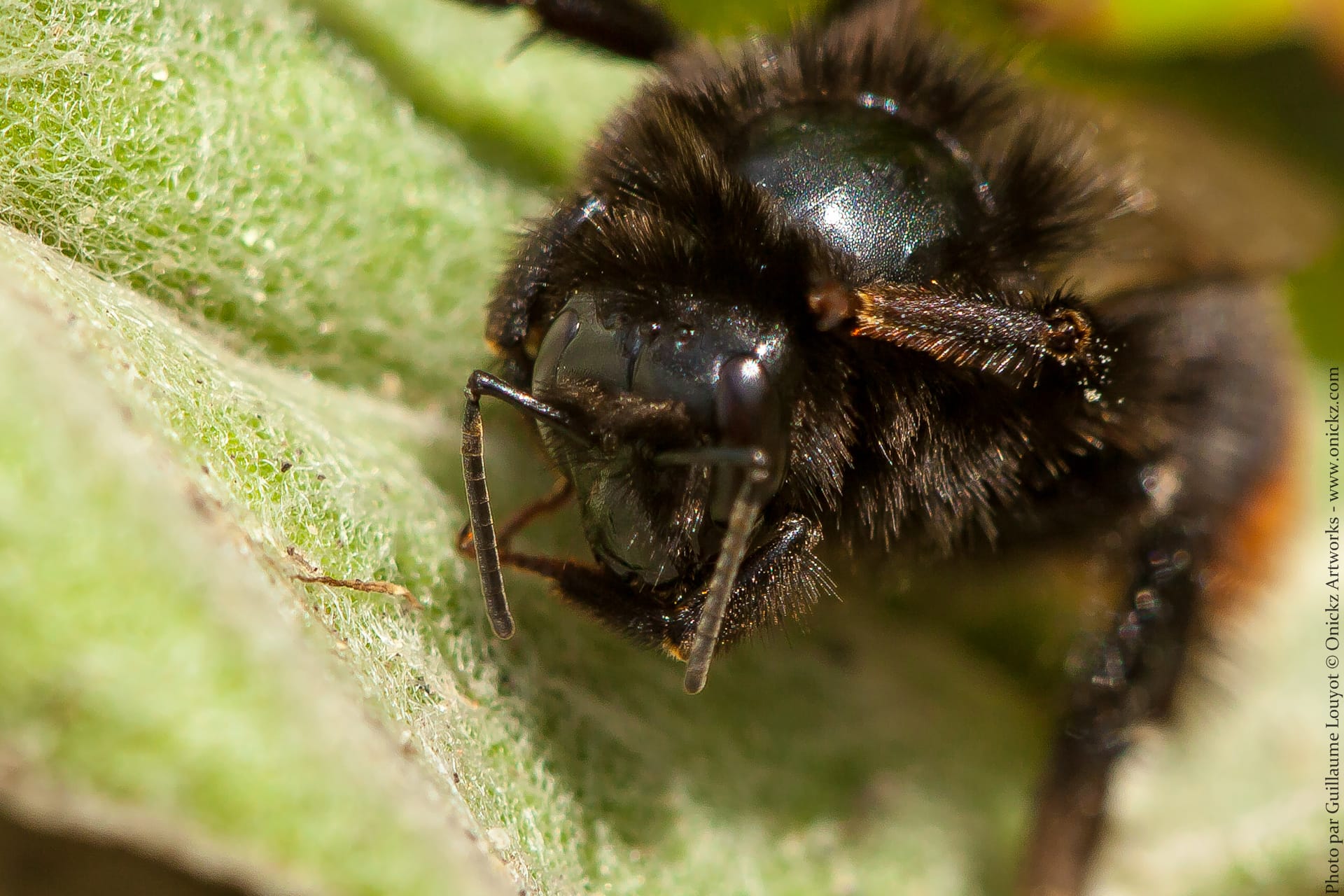 Xylocope Portrait - Photography