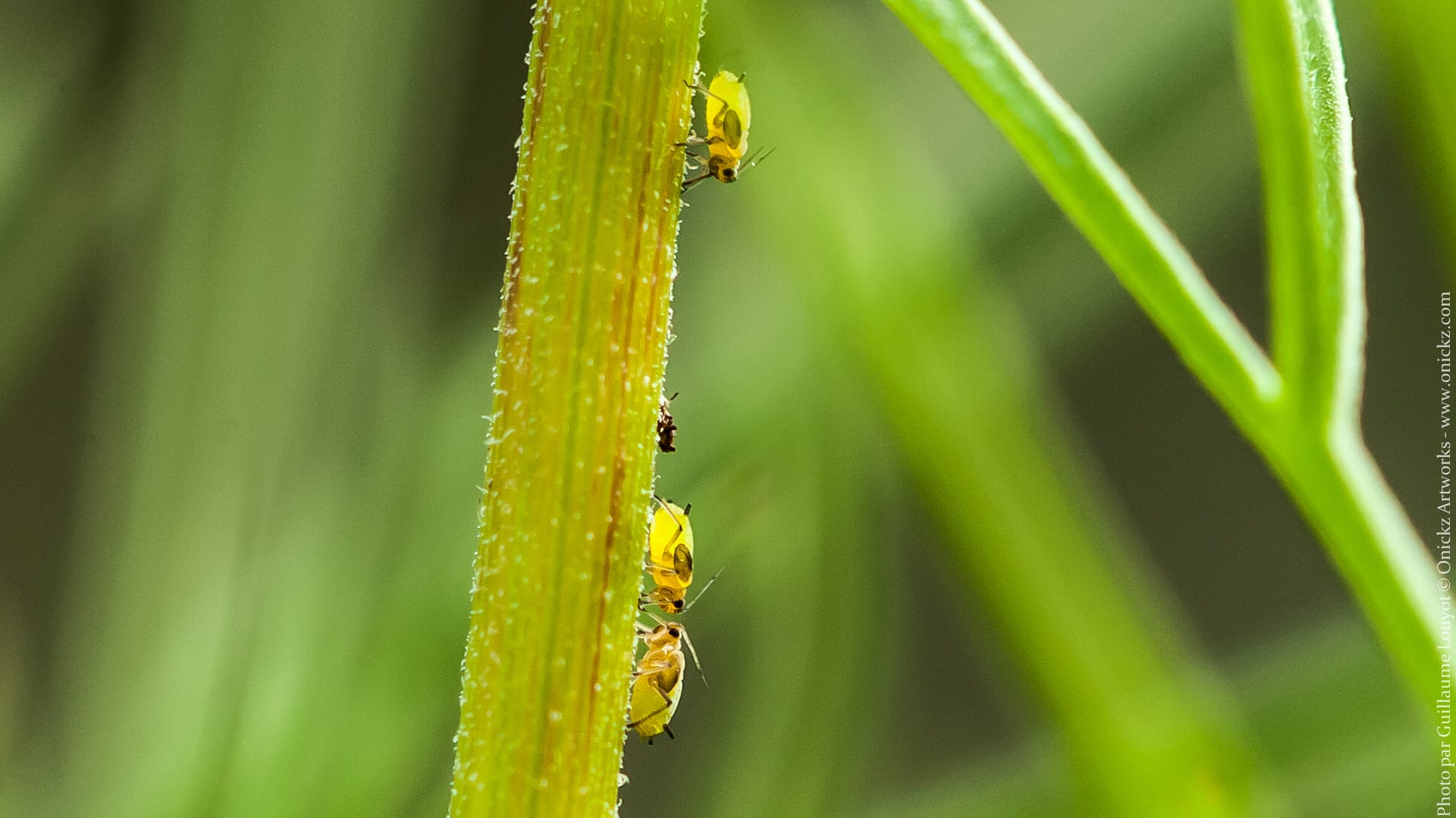 Baby Insects - Photography