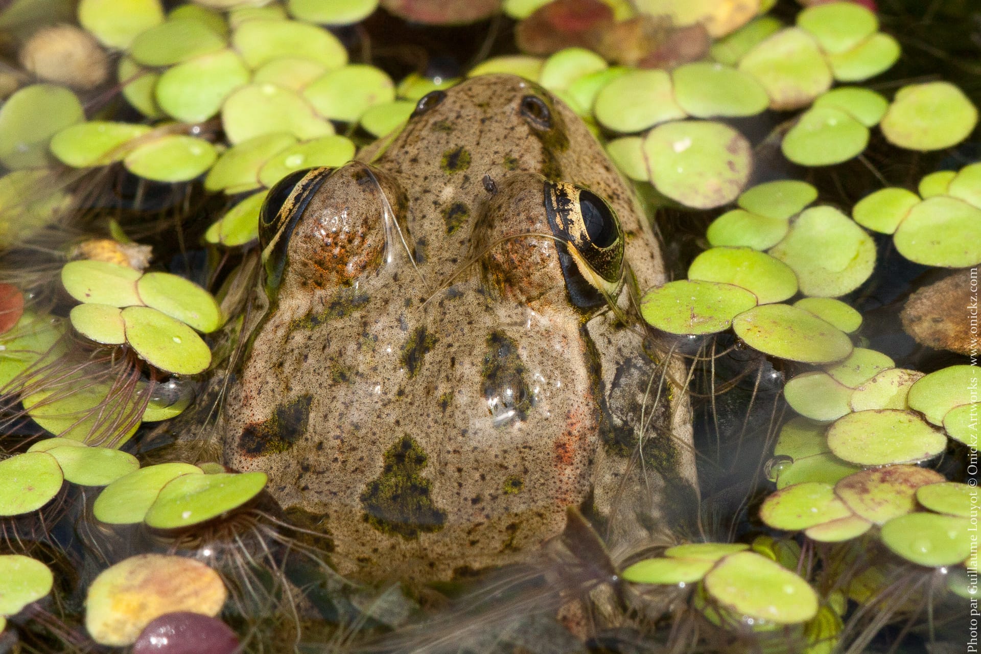 Grenouille - Photography